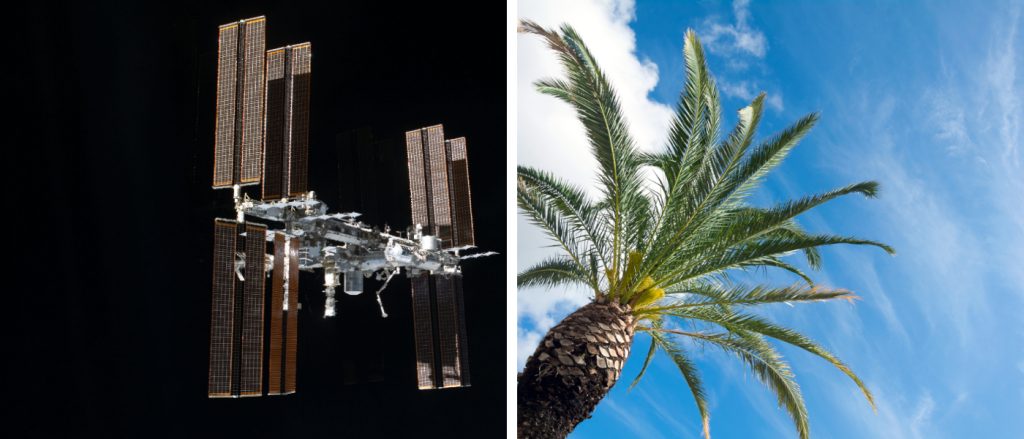 The UAE, which is trying to plant palm trees in space, sent the seeds ...